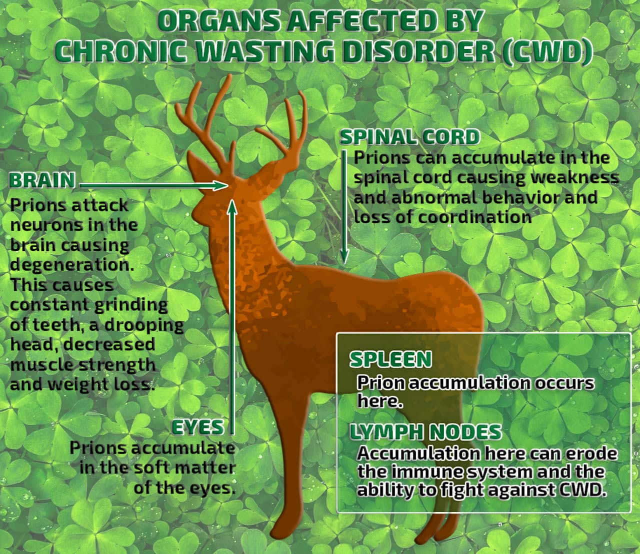 Chronic Wasting Disease Has Reached The Point Of A Global Epidemic Chronic Wasting Disease Has Reached The Point Of A Global Epidemic