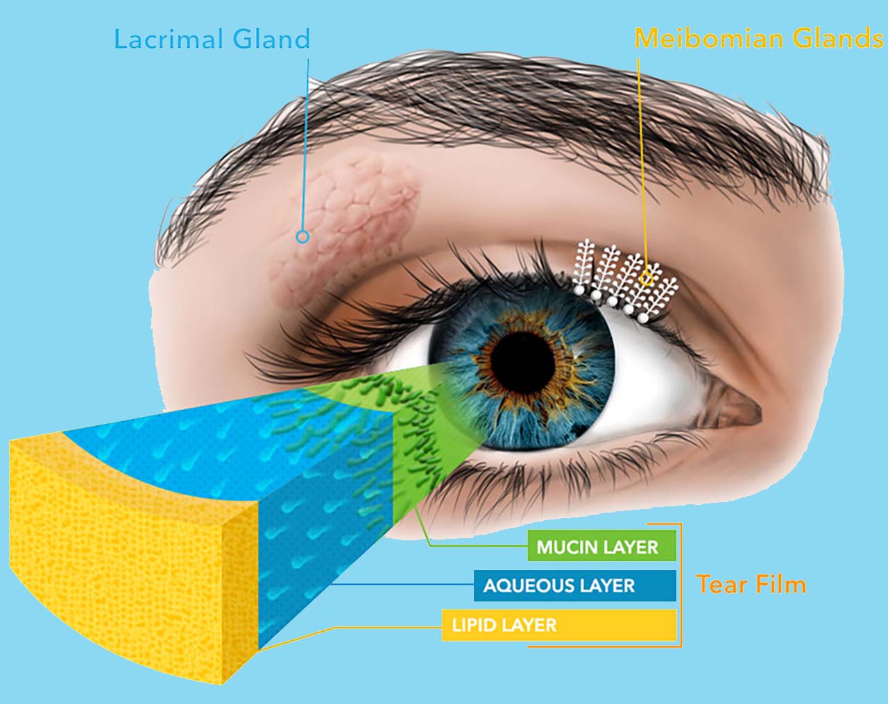 Dry Eye Disease DED Is A Common Disease With Shockingly Few FDA